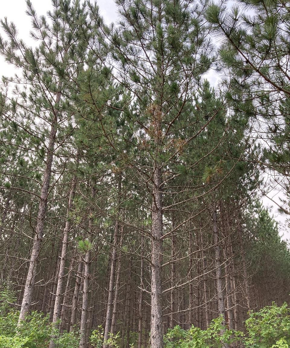 On Burrows Lake Rd, Tomahawk, WI 54487 | Zillow