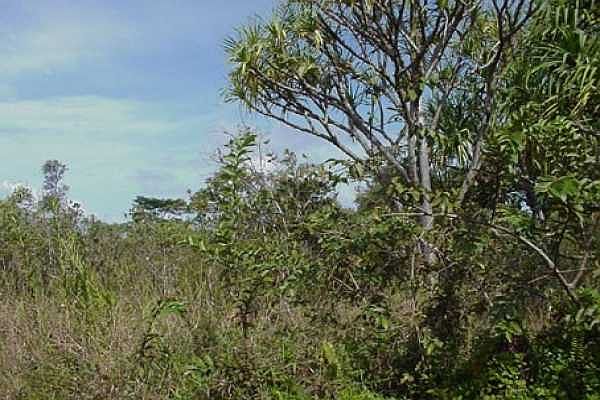 Pakaka Rd, Pahoa, HI 96778 | Zillow