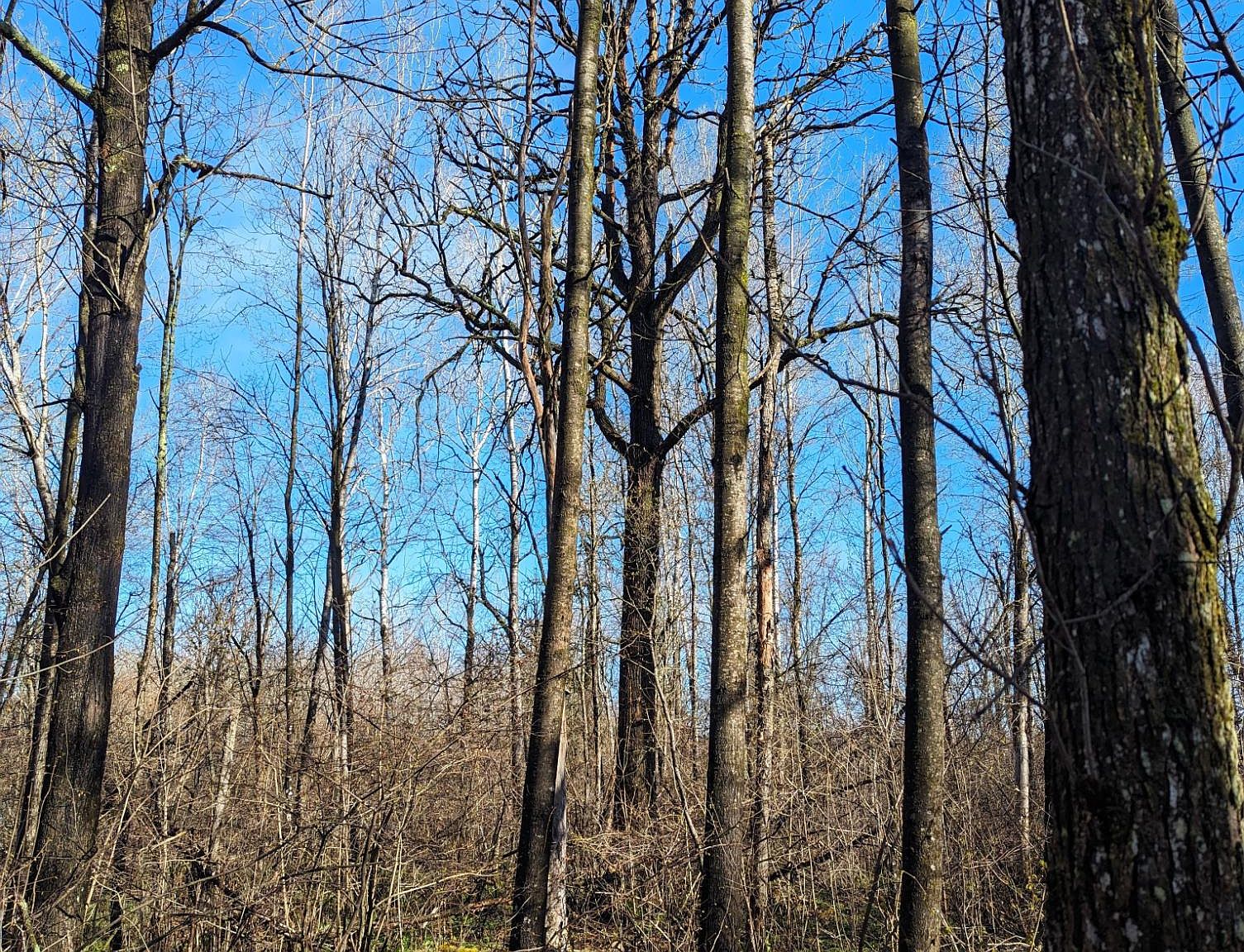 0 Cth N #O, Catawba, WI 54515 | Zillow