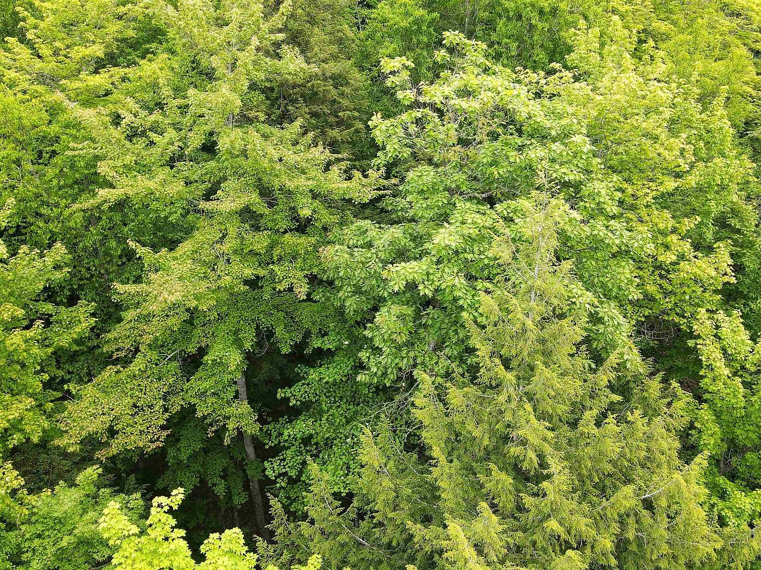 Off Donken Tapiola Rd, Toivola, MI 49965 | MLS #50179564 | Zillow