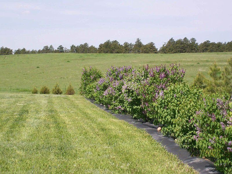 18135 Spur Ranch Rd, Peyton, CO 80831 | Zillow