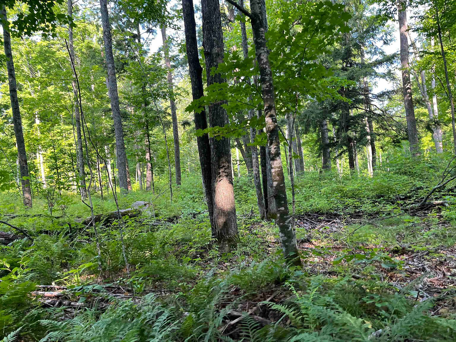 Range Line Lake Ln, Wabeno, WI 54566 | MLS #50279615 | Zillow