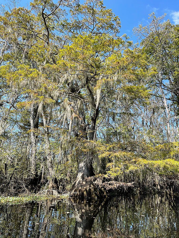 Across From 8013 Bay Rd, Gresham, SC 29546 | Zillow