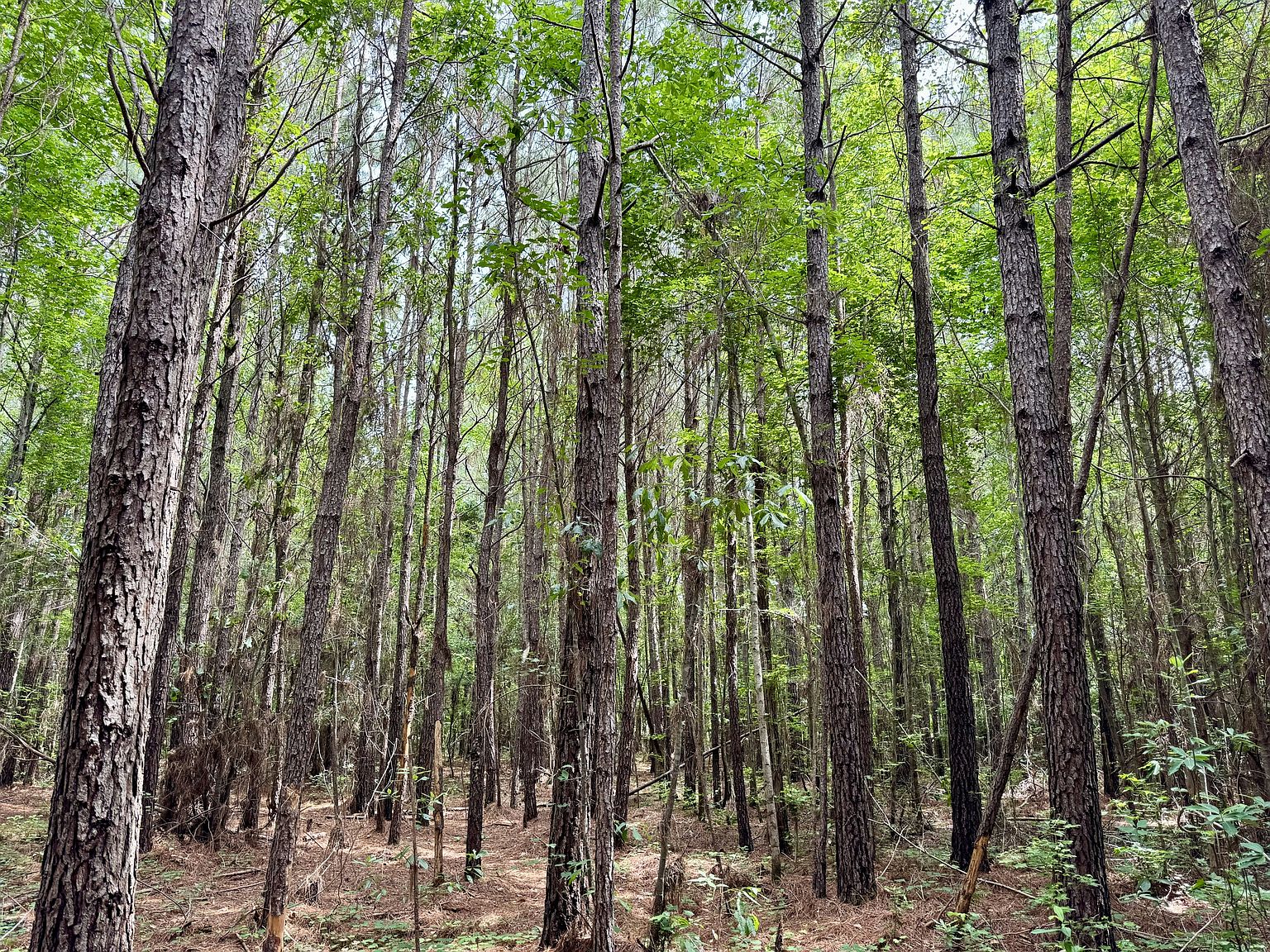 W Old Number Hwy #4, Olanta, SC 29114 | MLS #11510504 | Zillow