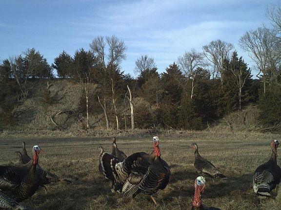 457 / Acre, Elyria, NE 68837 | Zillow