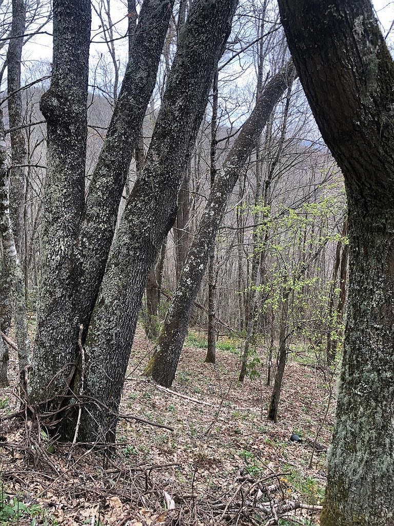 18 Quail Rdg, Waynesville, NC 28786 | Zillow