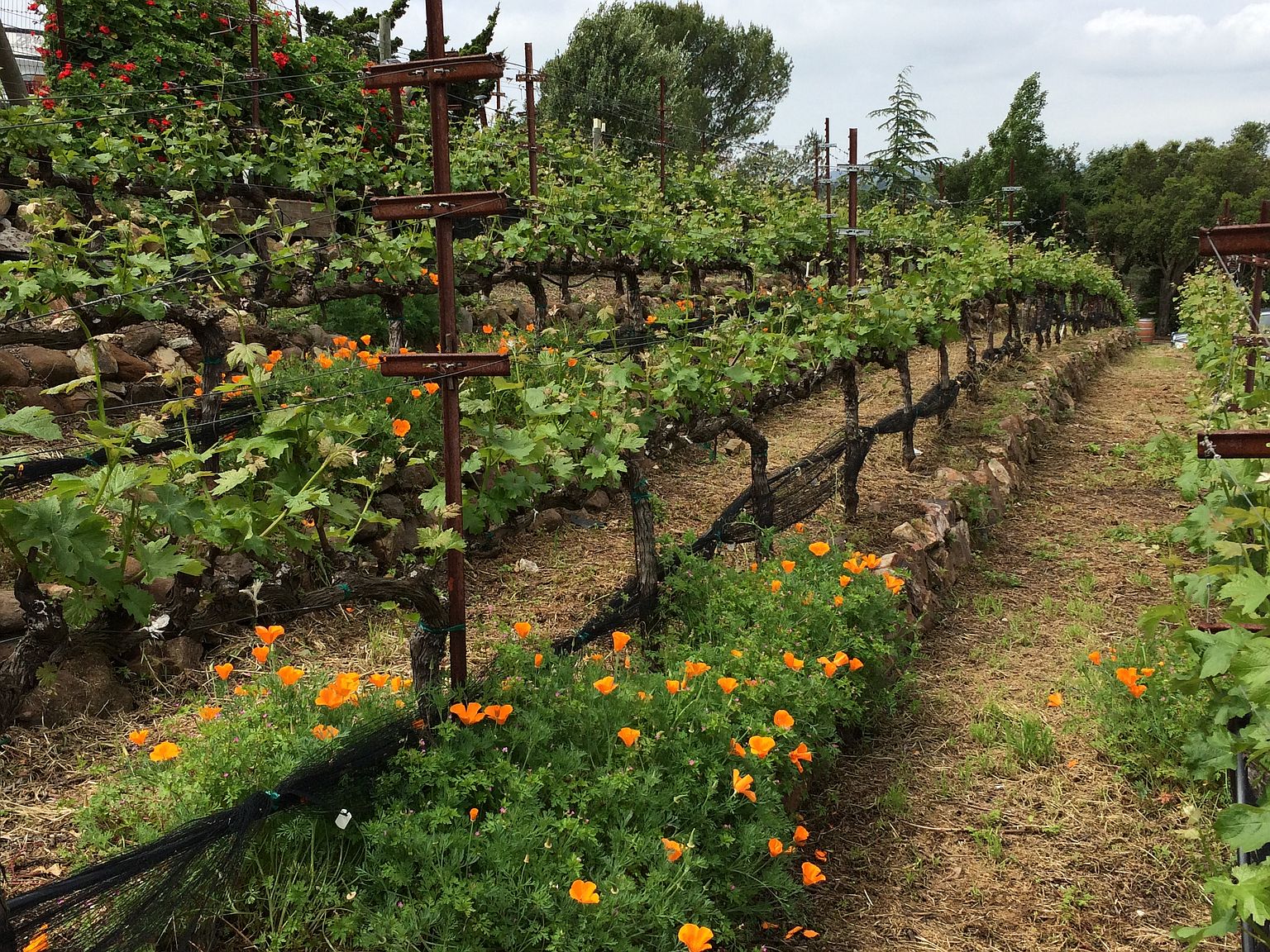 1969 Joseph Dr, Moraga, CA 94556 | Zillow